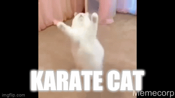 cat tryes to show me something... oh wait... karate? - Imgflip