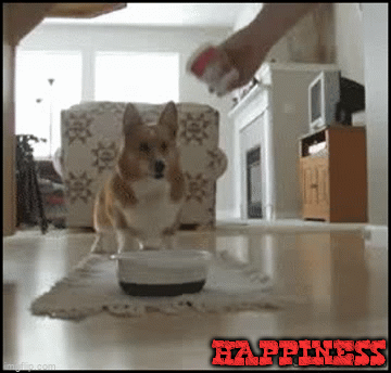 Image tagged in gifs,dogs - Imgflip