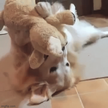 Dog plays with the stuffed animal - Imgflip
