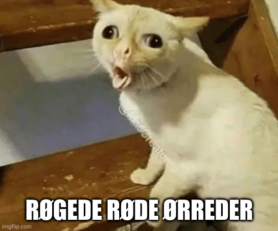 Image tagged in french cat - Imgflip