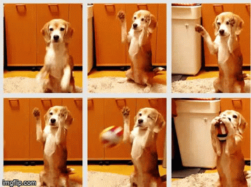 catching dog - Imgflip