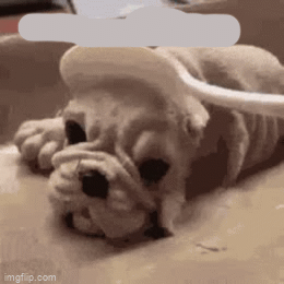 the dog is terrified - Imgflip