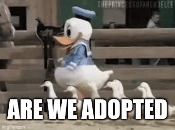 ducks following leader duck - Imgflip