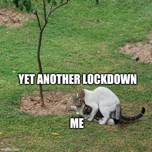 Lockdown Blues - Imgflip