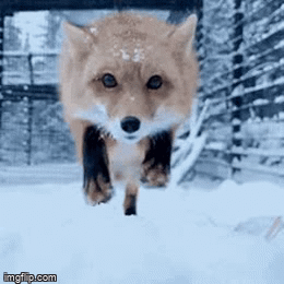 ROAR WHOA OOF - Imgflip