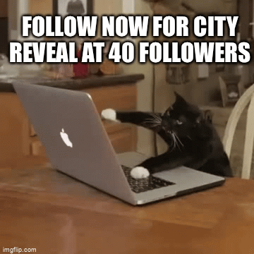 Typing kitty - Imgflip