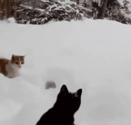 Cat jumping like a pogo stick - Imgflip