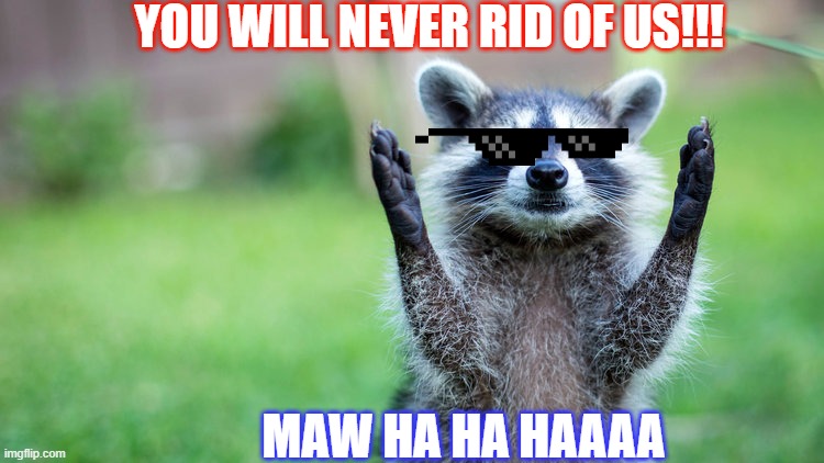 Raton laveur mains en l'air - Imgflip