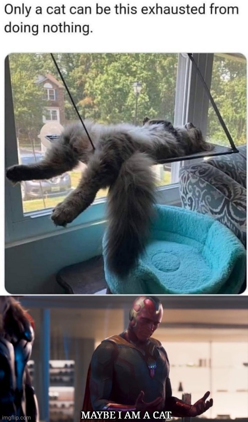 Image Tagged In Cat Sleeping Exhausted From Doing Nothing Edit vision