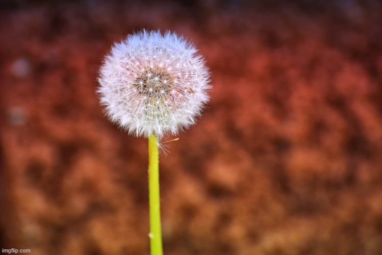 dandelion - Imgflip