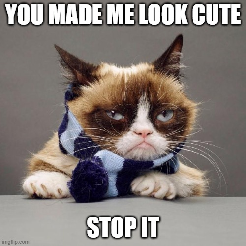 grumpy cat winter - Imgflip