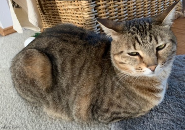 Cat loaf - Imgflip
