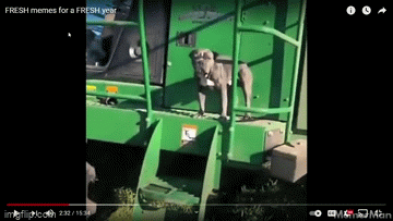 Doggy moment - Imgflip