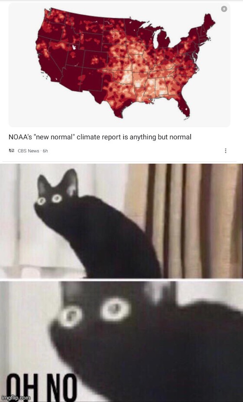 Image tagged in oh no cat - Imgflip