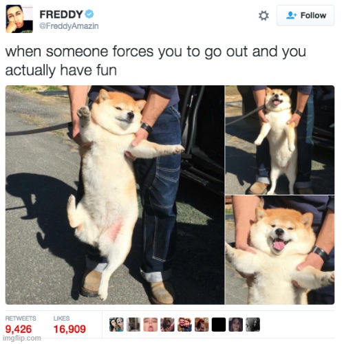 awww the pupper so coot - Imgflip