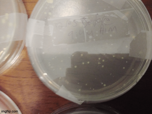 I don't know why I did this. they were for a science experiment. - Imgflip