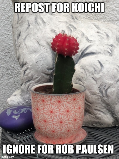 Koichi the cactus - Imgflip
