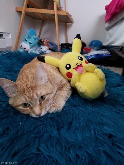 Saffron Tiddlepaws :D - Imgflip