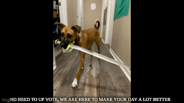 Sword doggos - Imgflip