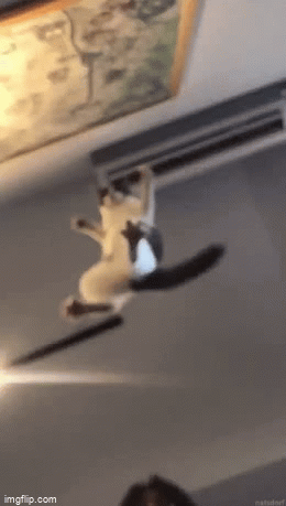 And Cats Always Land - Imgflip