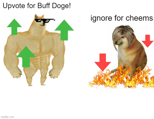 Image tagged in buff doge vs cheems - Imgflip