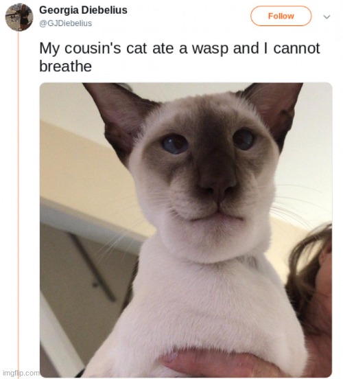  WHEEZE Imgflip