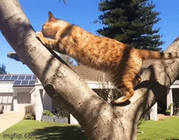 Cat using the tree as a scratching post - Imgflip