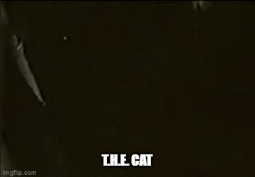 THE CAT - Imgflip