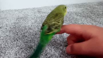 My new parakeet! - Imgflip