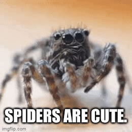 Spiders are cute. - Imgflip