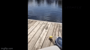 Tippy Toes - Imgflip