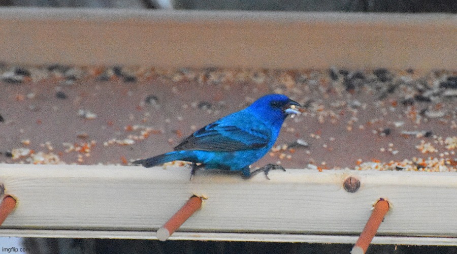 an indigo bunting - Imgflip