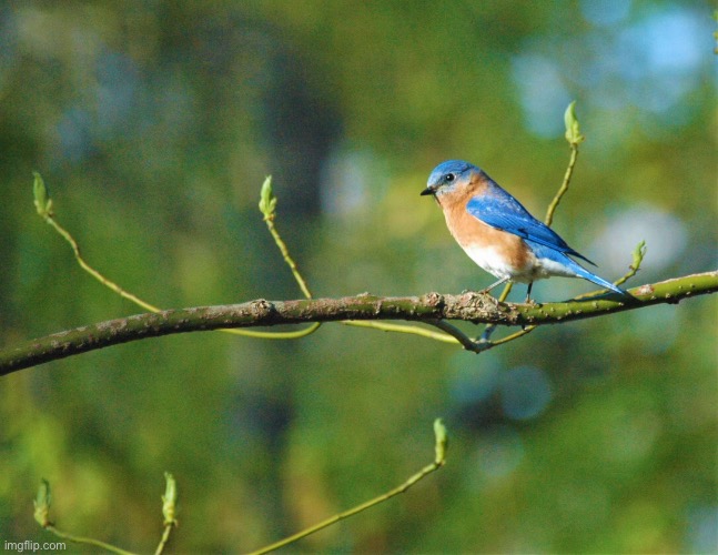 Male eastern bluebird - Imgflip
