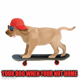 Your dog when your not home - Imgflip