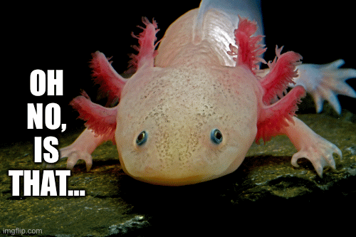 Funny Axolotl Memes