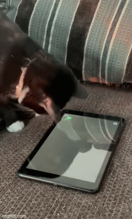 Cat playing with the tablet - Imgflip