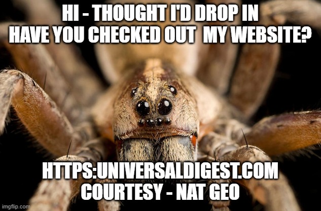 SPIDER - WEB - Imgflip