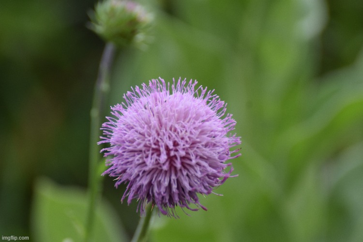 thistle - Imgflip