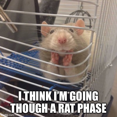 whispering rat - Imgflip