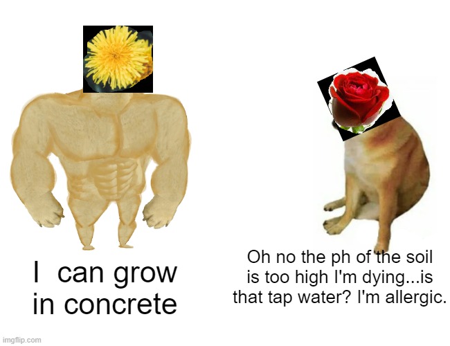 Buff Doge vs. Cheems Meme - Imgflip