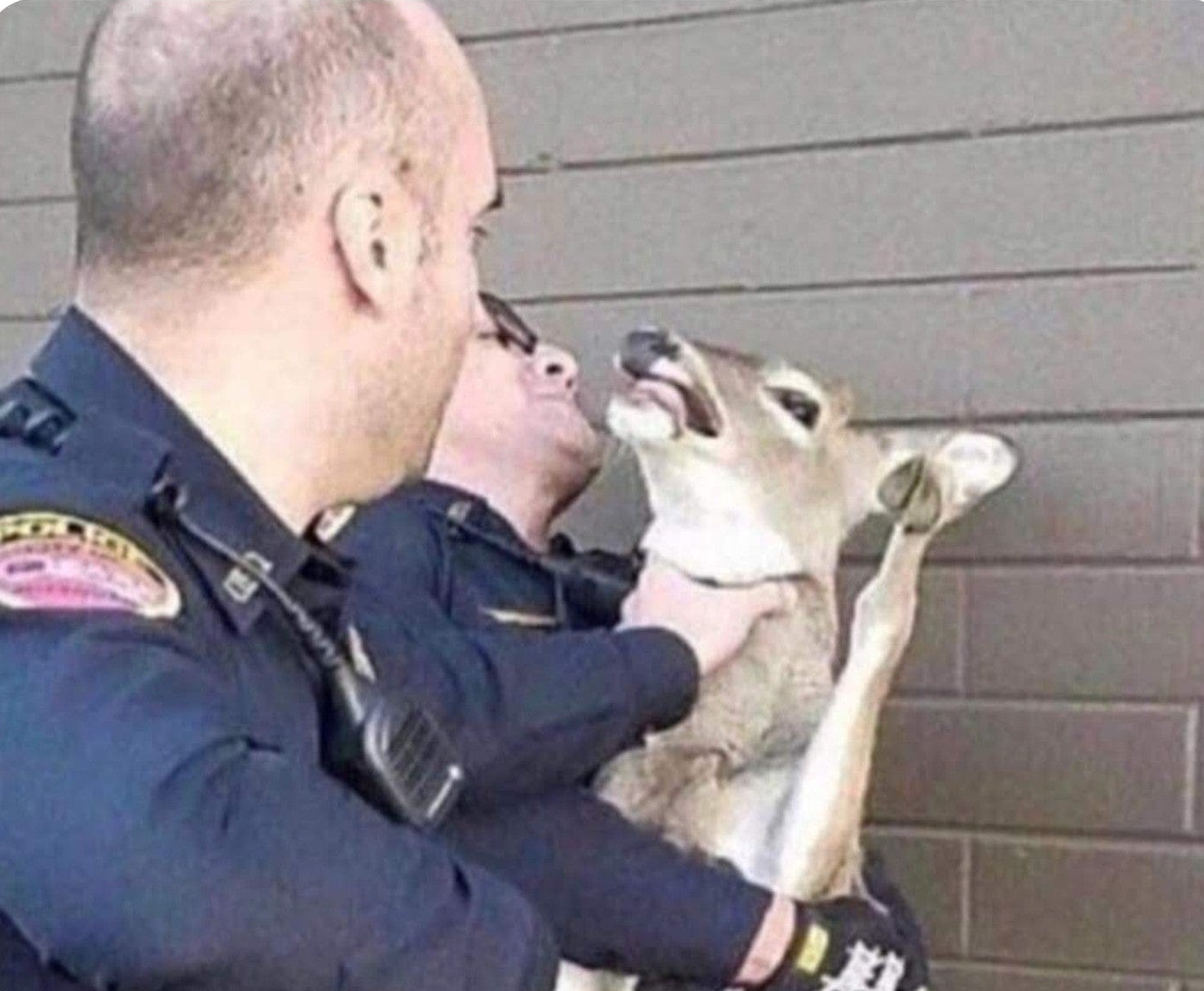 deer interrogation Blank Template - Imgflip