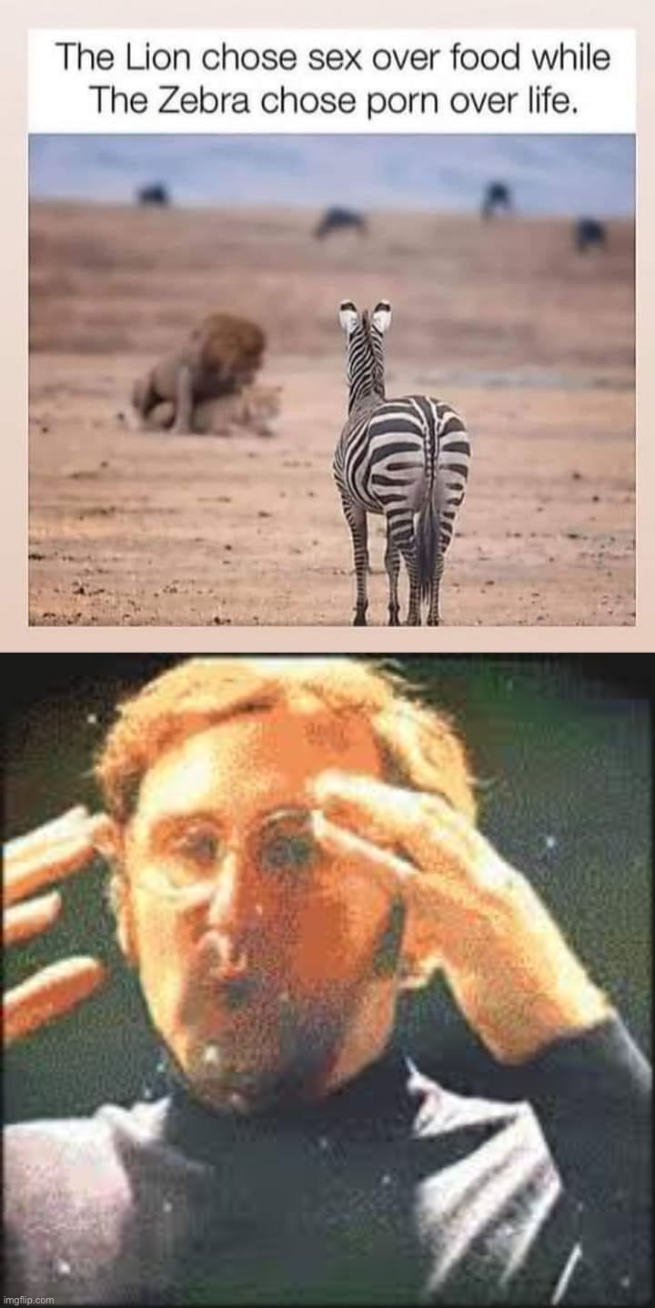 Image tagged in lion vs zebra,mind blown - Imgflip