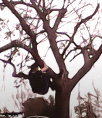 tree hang - Imgflip