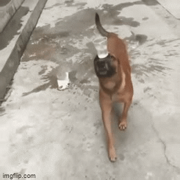 Dog balancing the cup - Imgflip
