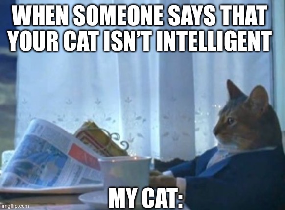 I Should Buy A Boat Cat Meme - Imgflip