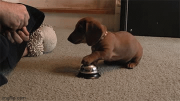 Dog rings bell and receives treat - Imgflip