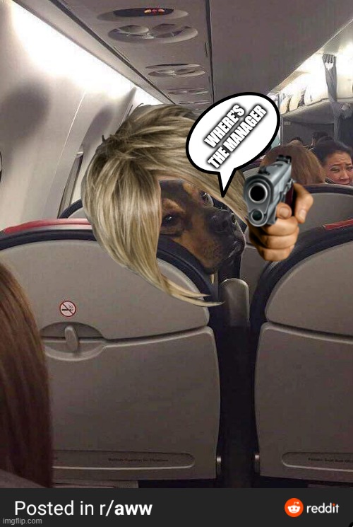 dog on plane - Imgflip