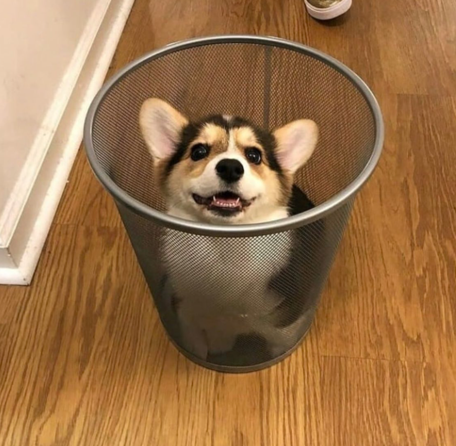 Dog Blank Template - Imgflip