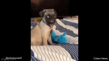 Chicongo Mayor Coming to You Live! - Imgflip