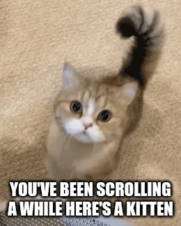 you've been scrolling for a while. here's a cute kitten - Imgflip